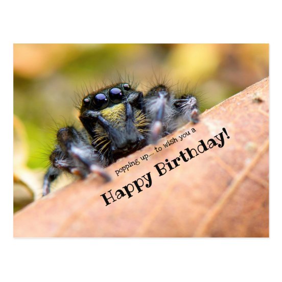 Spider Birthday Cards | Zazzle