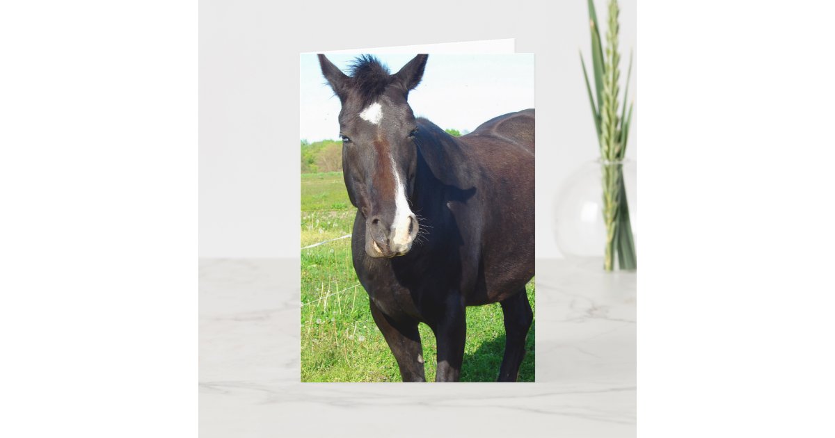 Funny Mare Birthday Card | Zazzle