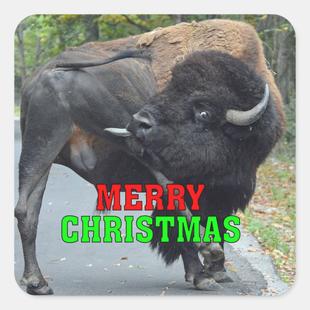 Funny Merry Christmas Bull Bison Licking Testicles Square Sticker | Zazzle
