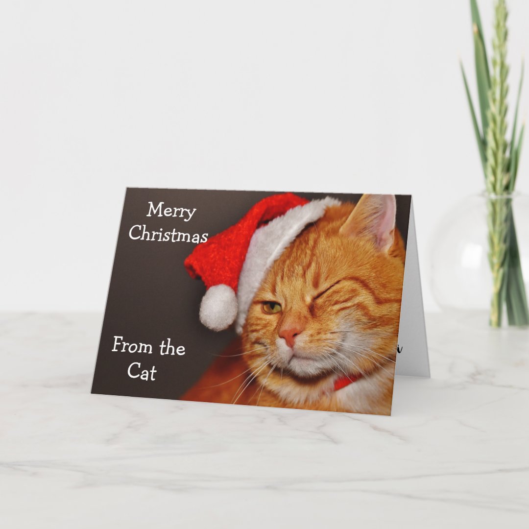 Funny Merry Christmas from the Cat Holiday Card | Zazzle
