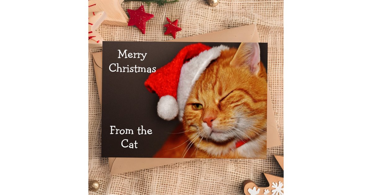 Funny Merry Christmas from the Cat Holiday Card | Zazzle