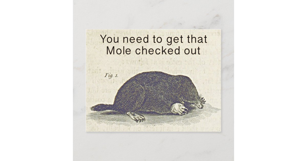 Funny Mole Greetings Card, Animal Birthday Humor Postcard | Zazzle