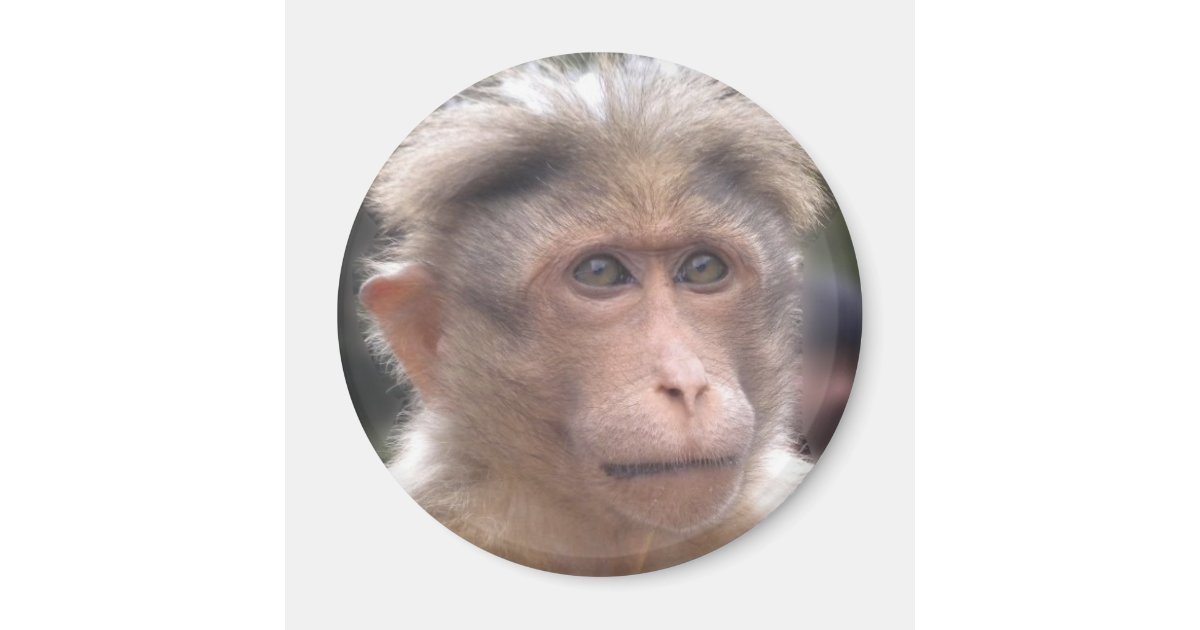 Funny Monkey Magnet | Zazzle