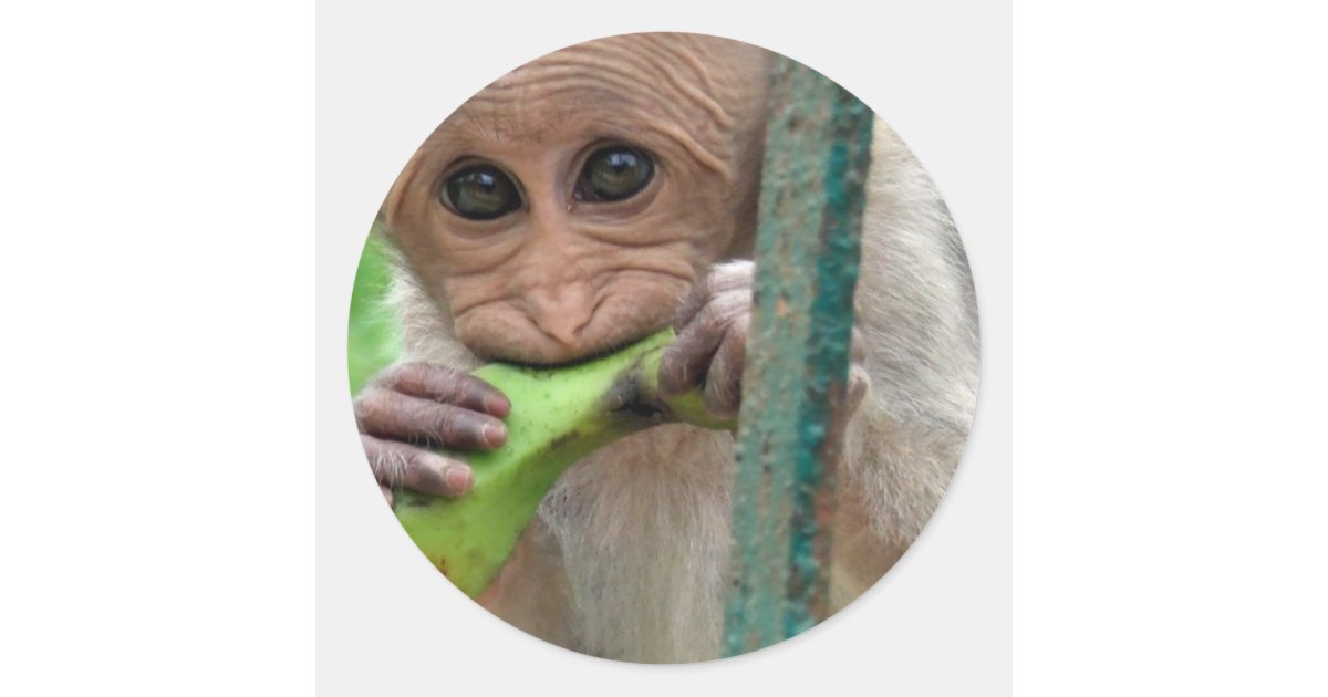 Funny Monkey Picture Sticker | Zazzle