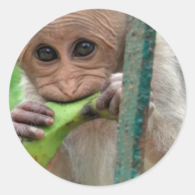 Funny Monkey Picture Sticker | Zazzle