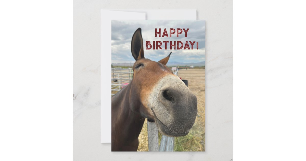FUNNY Mule Birthday Animal Card Real Ears | Zazzle