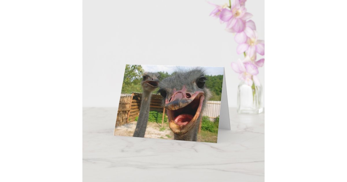 Funny Ostrich Bird Couple Anniversary Card | Zazzle
