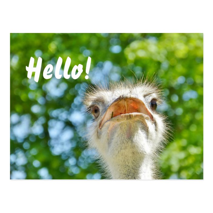Funny Ostrich - Hello Postcard | Zazzle.com