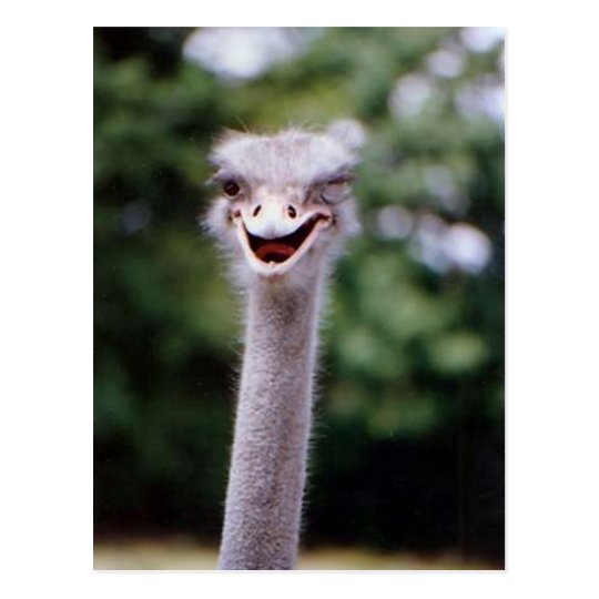 Funny Ostrich Postcard | Zazzle.com