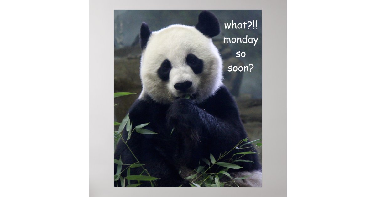 Funny Panda Poster, Monday So Soon? Poster | Zazzle.com