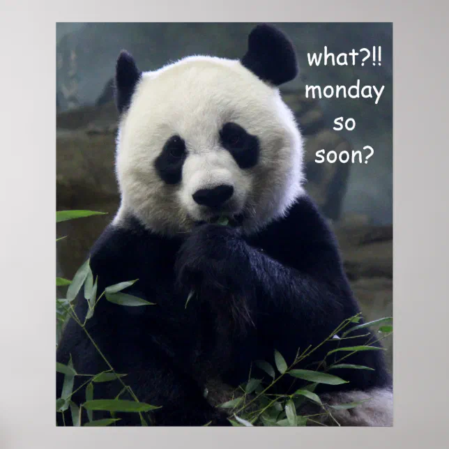 Funny Panda Poster, Monday So Soon? Poster | Zazzle