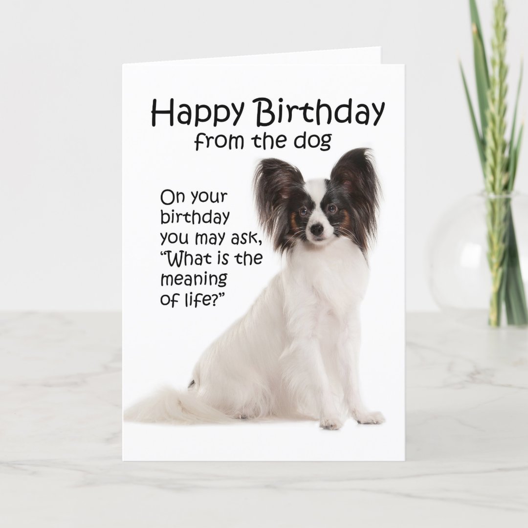Funny Papillon Birthday Card | Zazzle