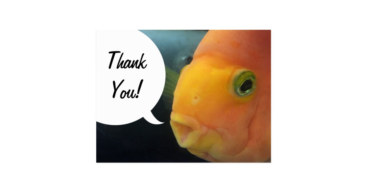 Funny Peekaboo Fish Thank You Postcard | Zazzle.com