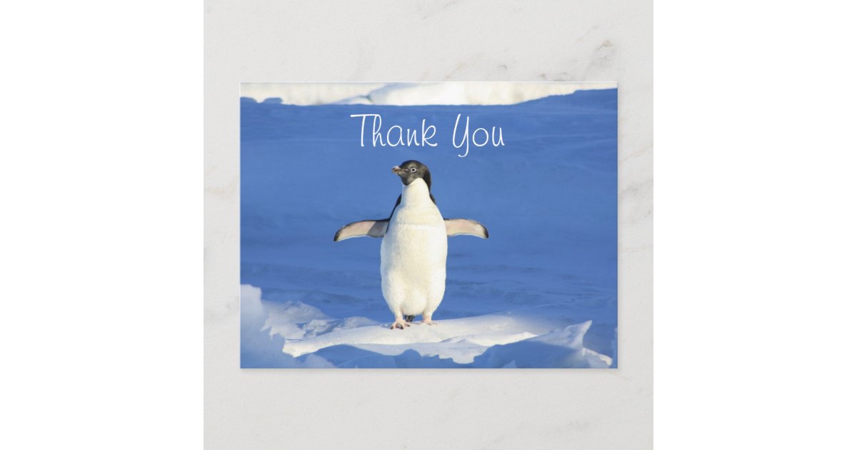 Funny Penguin Thank You Postcard | Zazzle