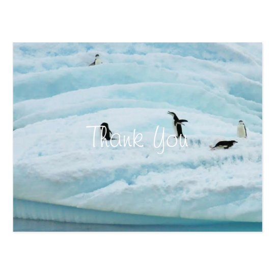 Funny Penguins Thank You Postcard | Zazzle.com