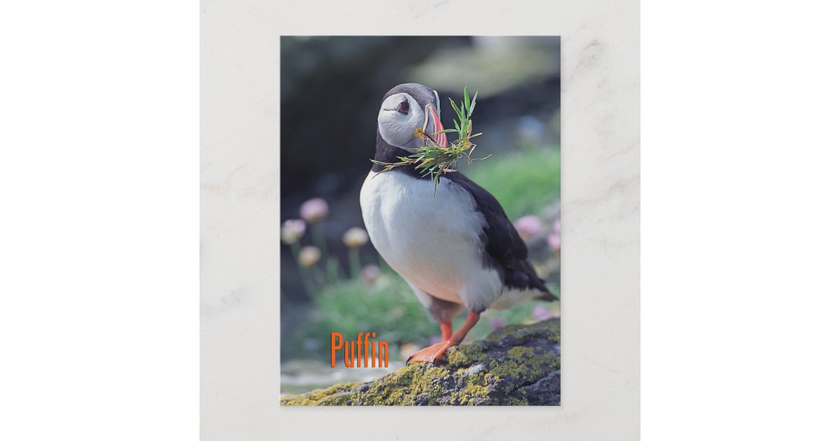 Funny puffin postcard | Zazzle