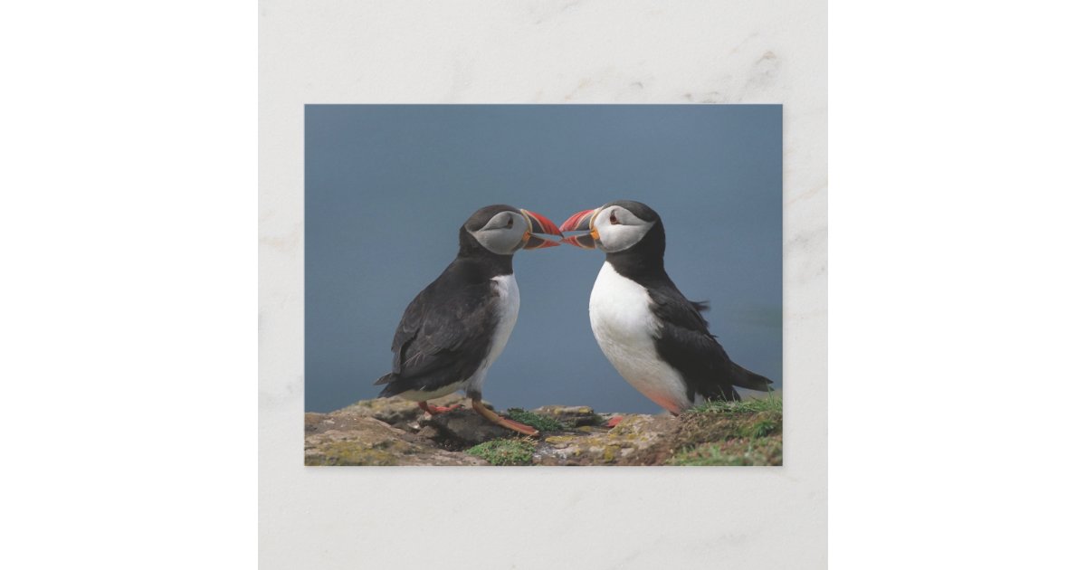 Funny puffins postcard | Zazzle