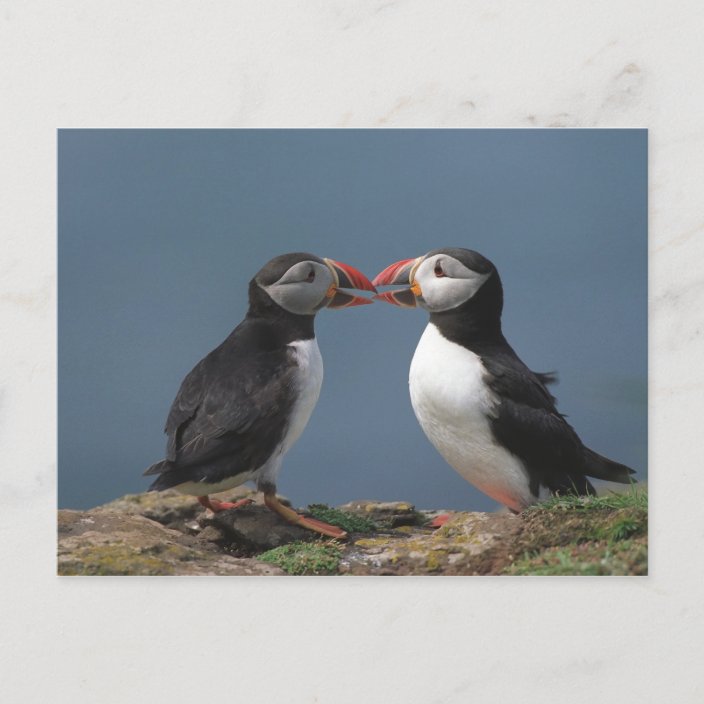 Funny puffins postcard | Zazzle.com