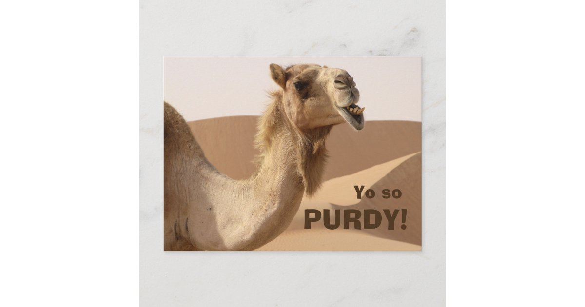 Funny Purdy Camel Photo Postcard | Zazzle