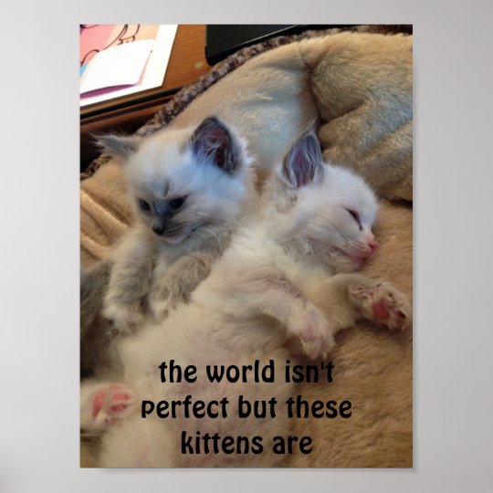funny ragdoll kittens poster | Zazzle.com