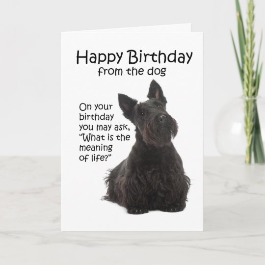 Funny Scottie Birthday Card | Zazzle.com