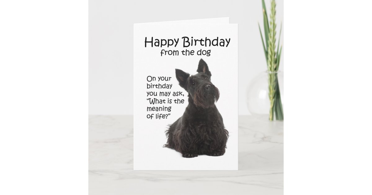 Funny Scottie Birthday Card | Zazzle