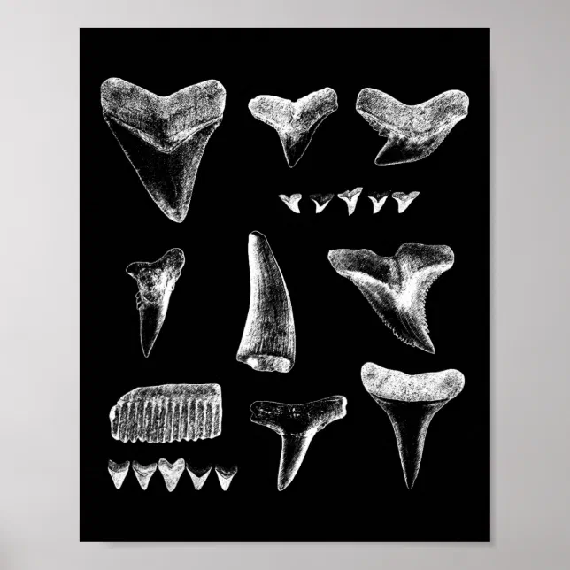 Funny Shark Teeth Design For Men Women Shark Teeth Poster | Zazzle