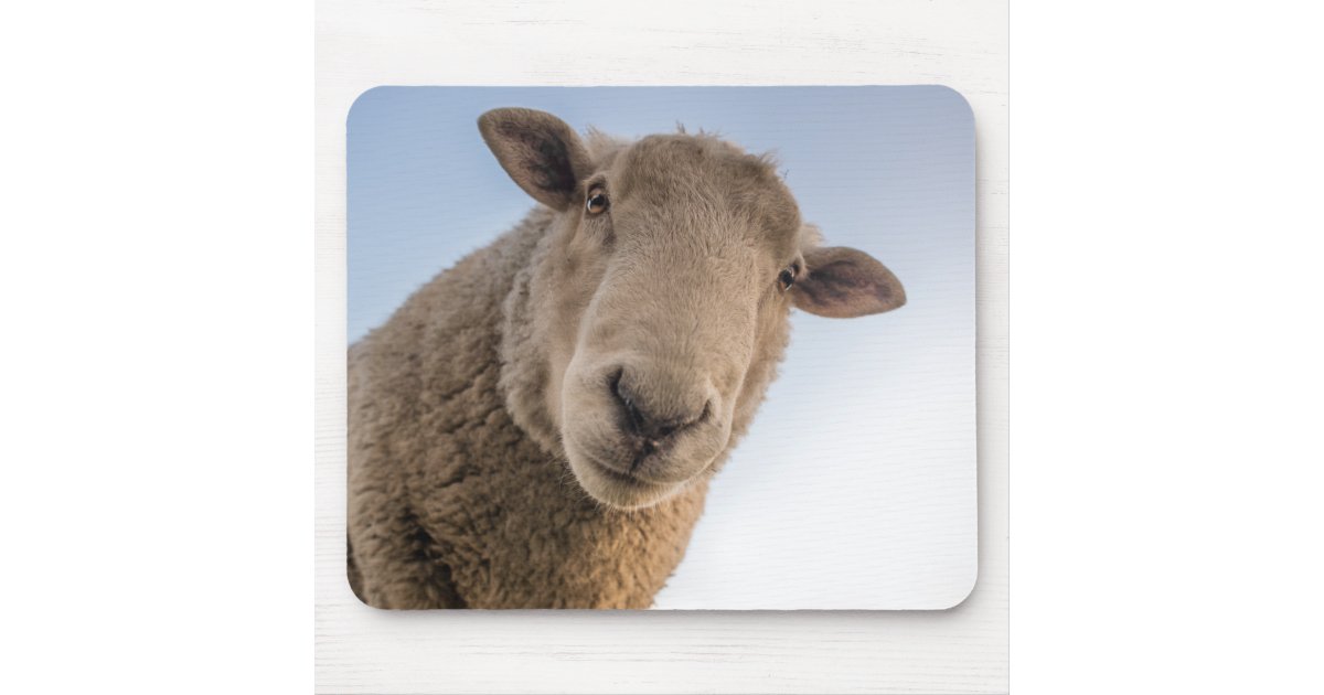 Funny sheep mousemat mouse pad | Zazzle.com