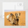 Funny Smiling Camel Postcard | Zazzle