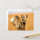 Funny Smiling Camel Postcard | Zazzle