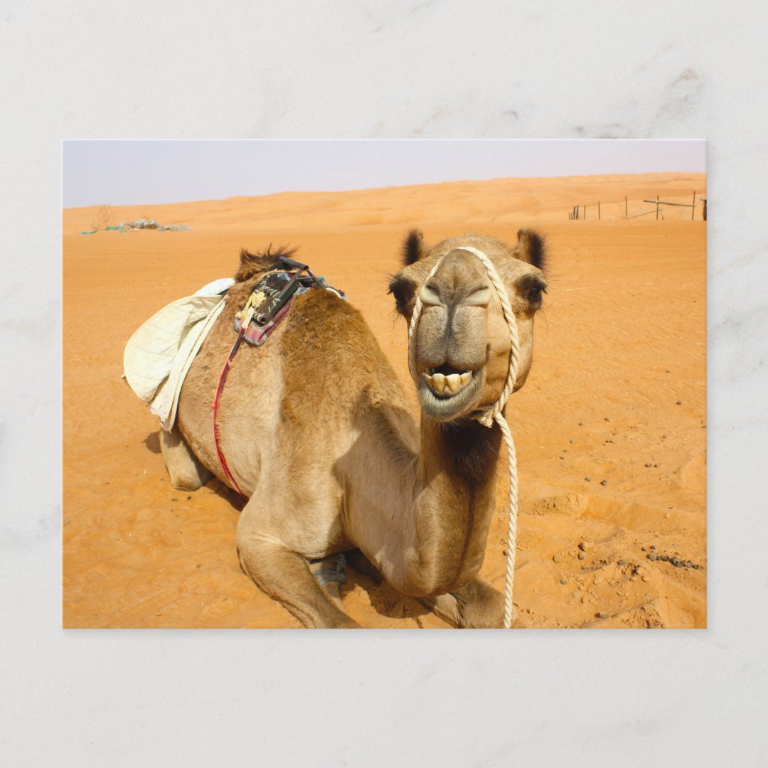 Funny Smiling Camel Postcard | Zazzle