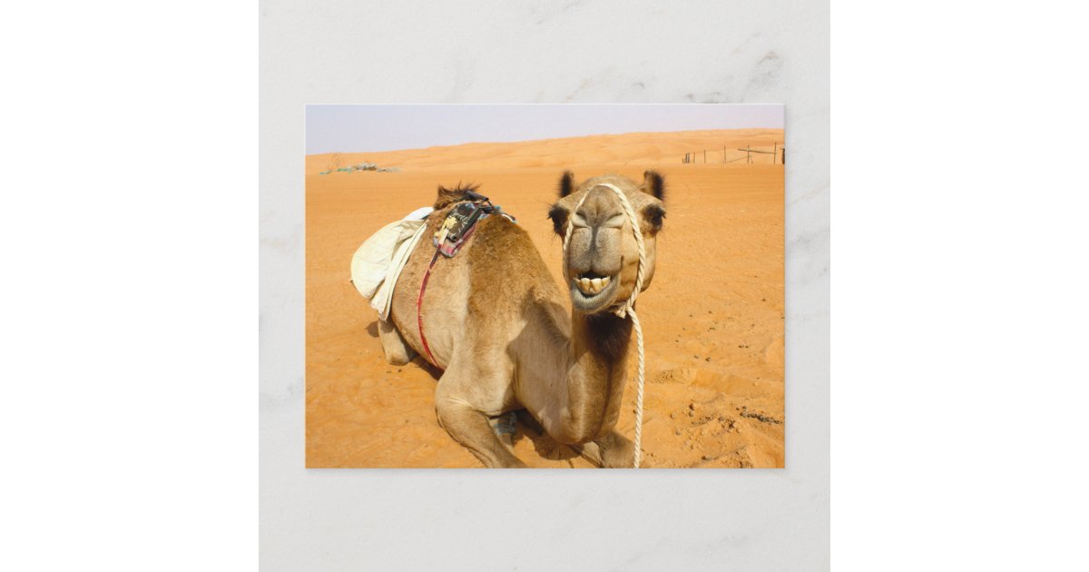 Funny Smiling Camel Postcard | Zazzle