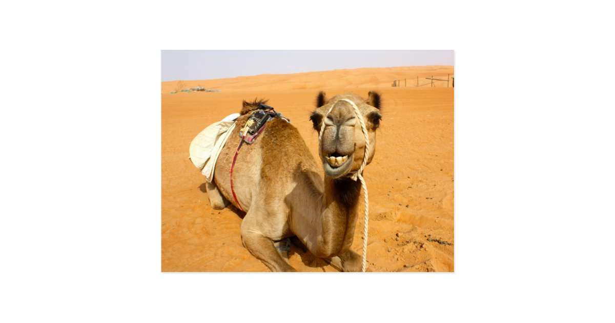 Funny Smiling Camel Postcard | Zazzle.com