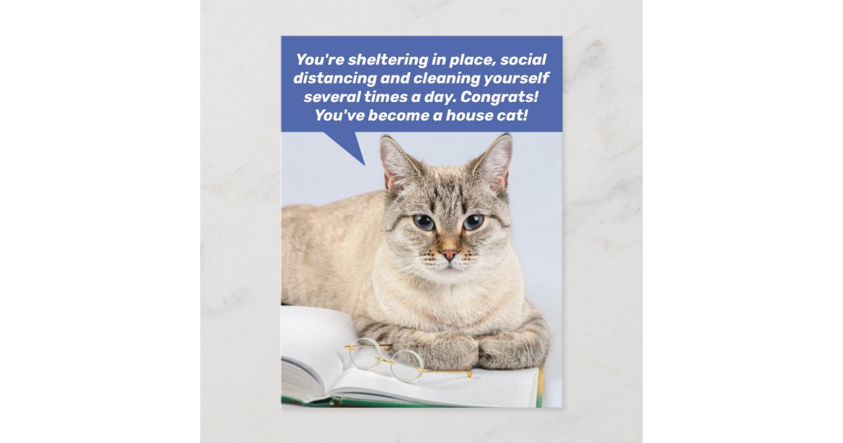 Funny Social Distancing House Cat Postcard | Zazzle