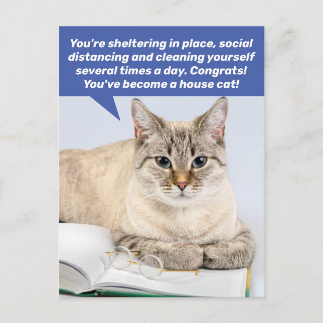 Funny Social Distancing House Cat Postcard | Zazzle