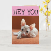 FUNNY SPHYNX CAT BIRTHDAY GREETING CARDS | Zazzle