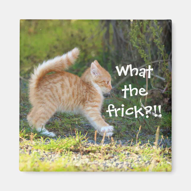 Funny Surprised Ginger Kitten. What the frick? Magnet | Zazzle