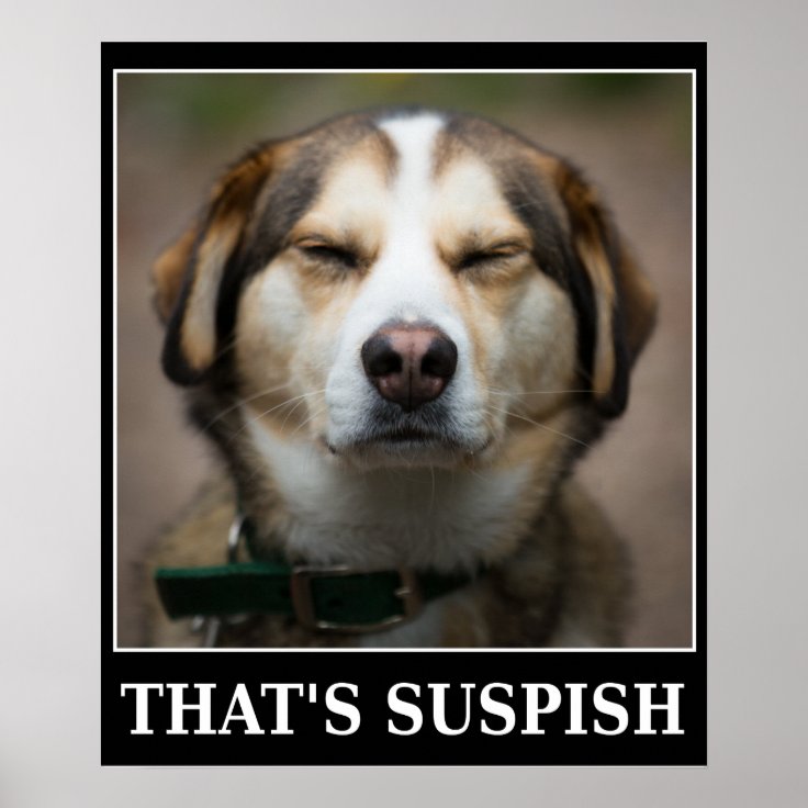 Funny Suspish Dog Meme Poster | Zazzle