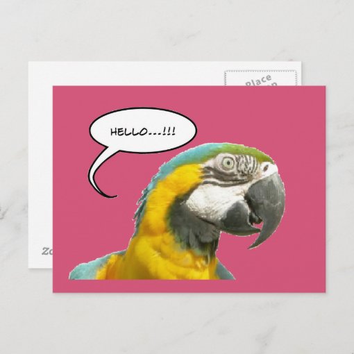 Funny Talking Parrot Hello Postcard | Zazzle