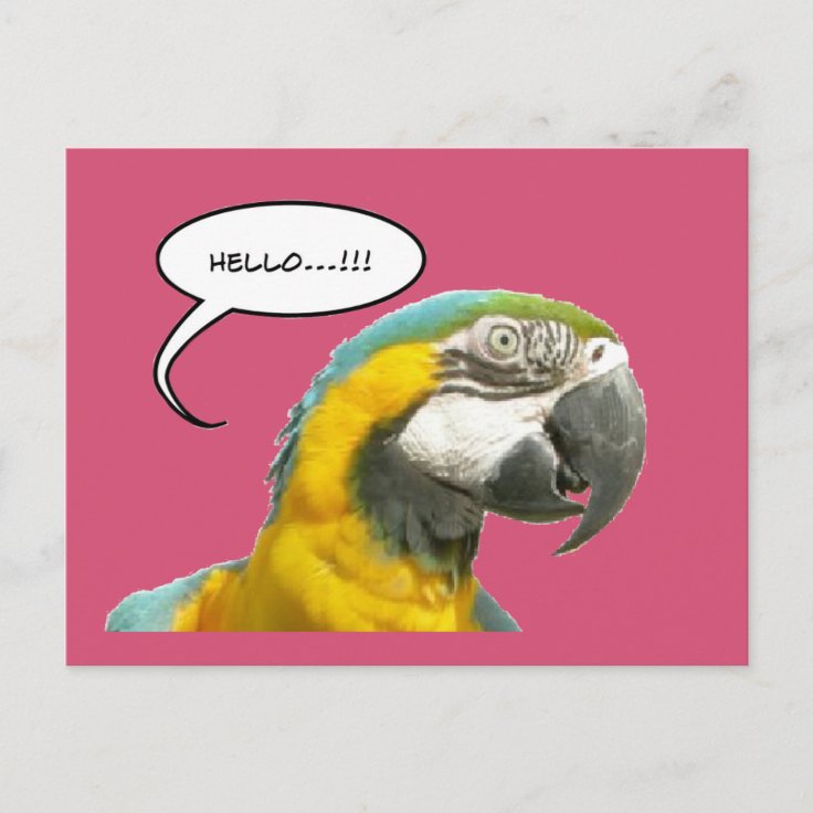Funny Talking Parrot Hello Postcard | Zazzle