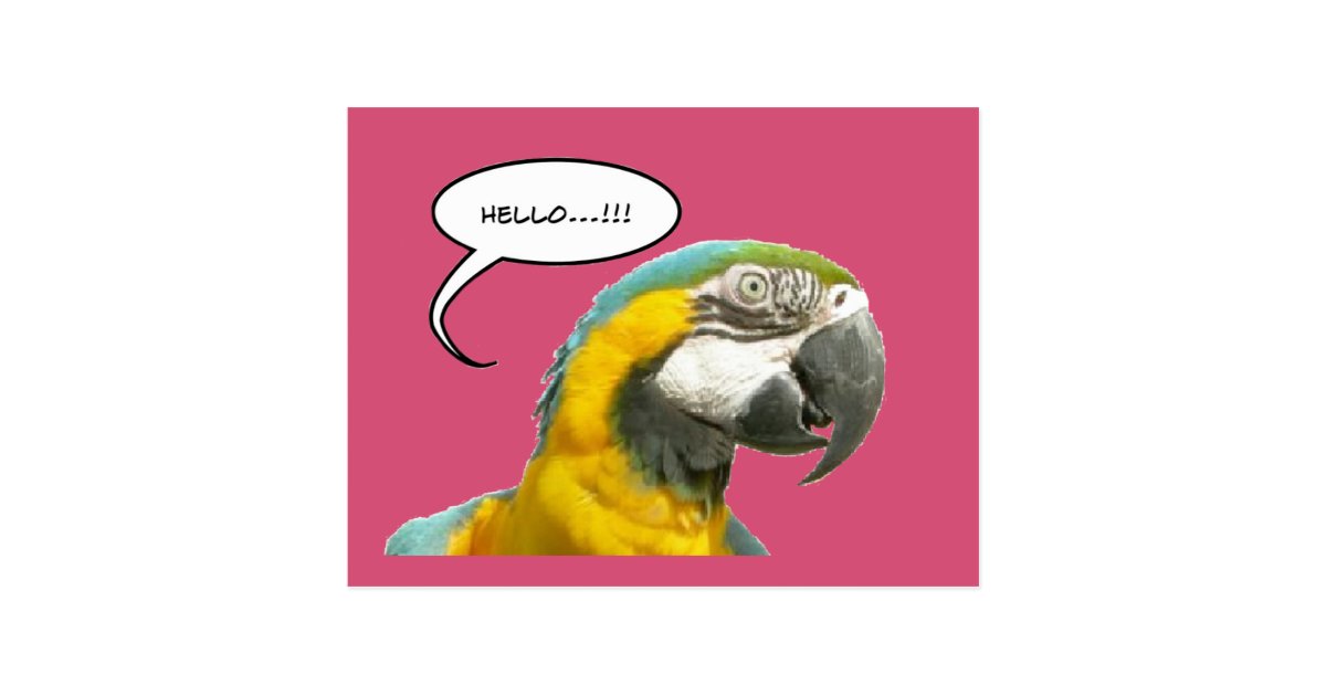 Funny Talking Parrot Hello Postcard | Zazzle.com