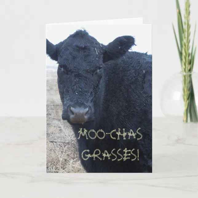 Funny Thank You Cute Black Cattle Cow | Zazzle