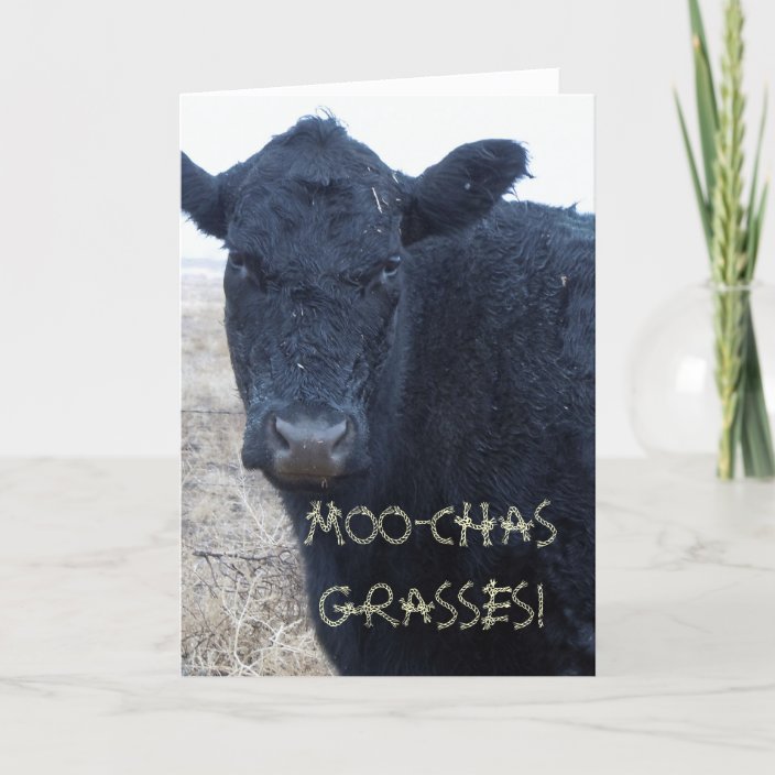 Funny Thank You Cute Black Cattle Cow | Zazzle.com