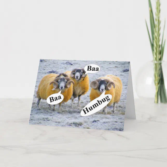 Funny three wise sheep Christmas Holiday Card | Zazzle