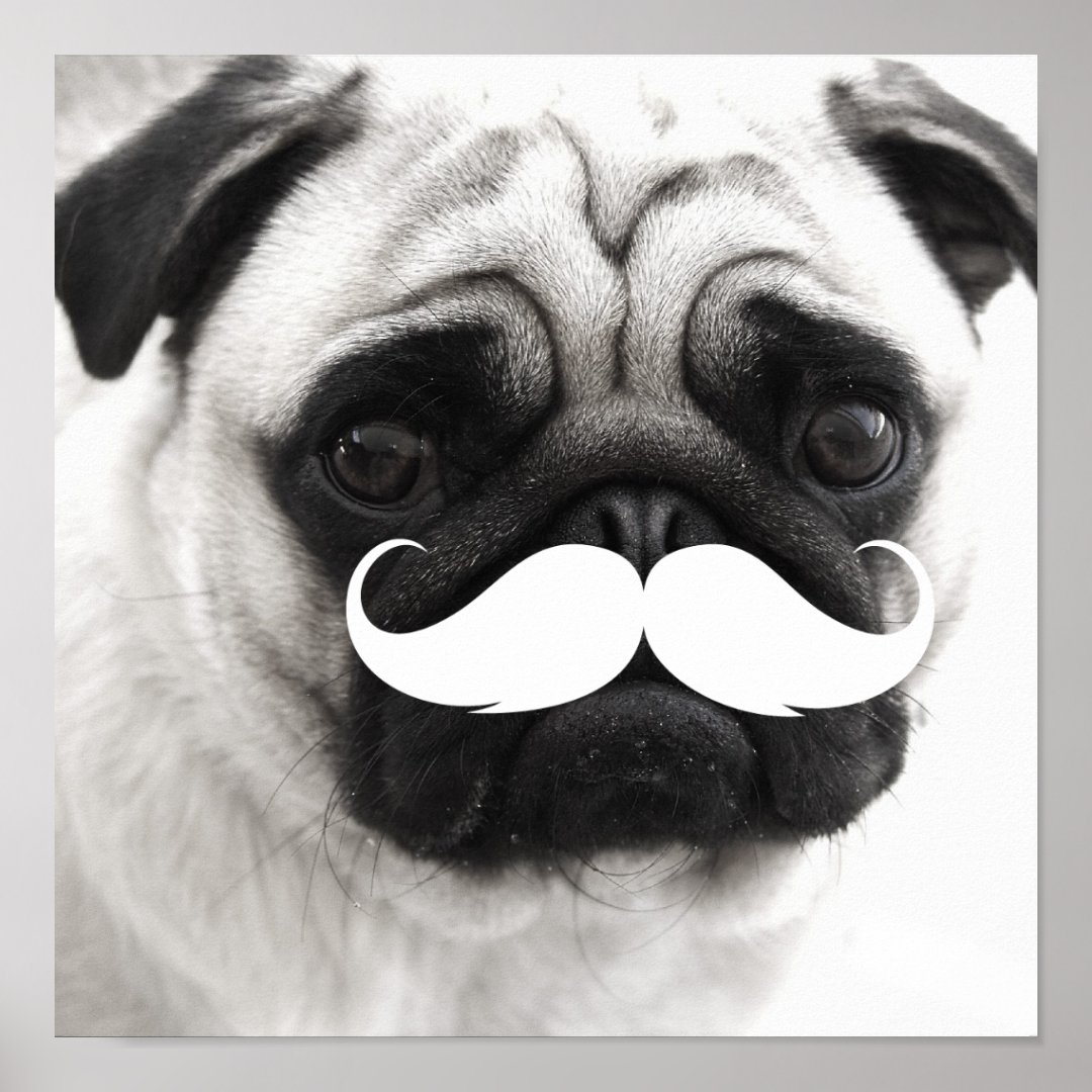 Funny White Mustache Pug Poster | Zazzle