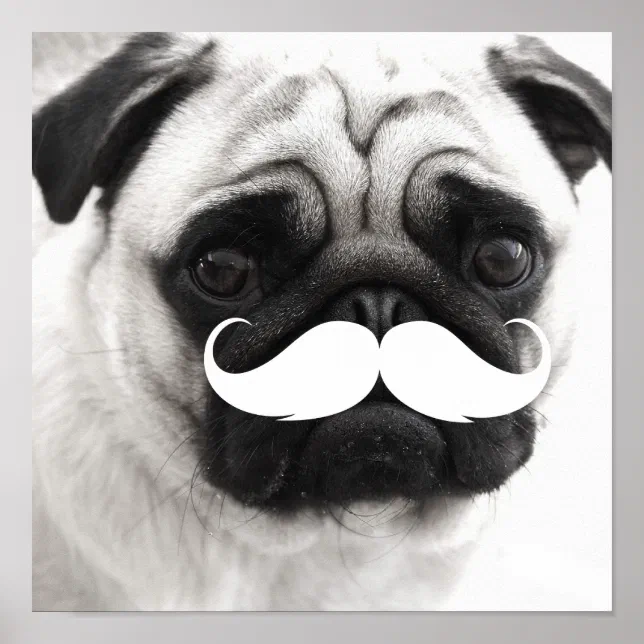 Funny White Mustache Pug Poster | Zazzle