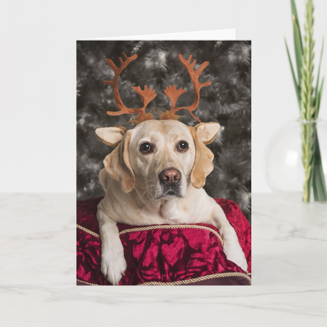 Funny Yellow Lab Christmas cards | Zazzle