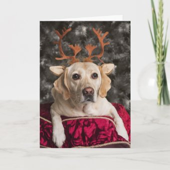 Funny Yellow Lab Christmas cards | Zazzle