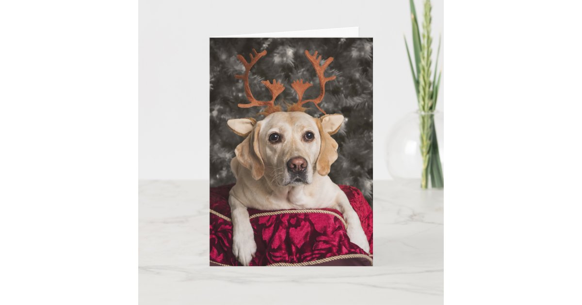Funny Yellow Lab Christmas cards | Zazzle