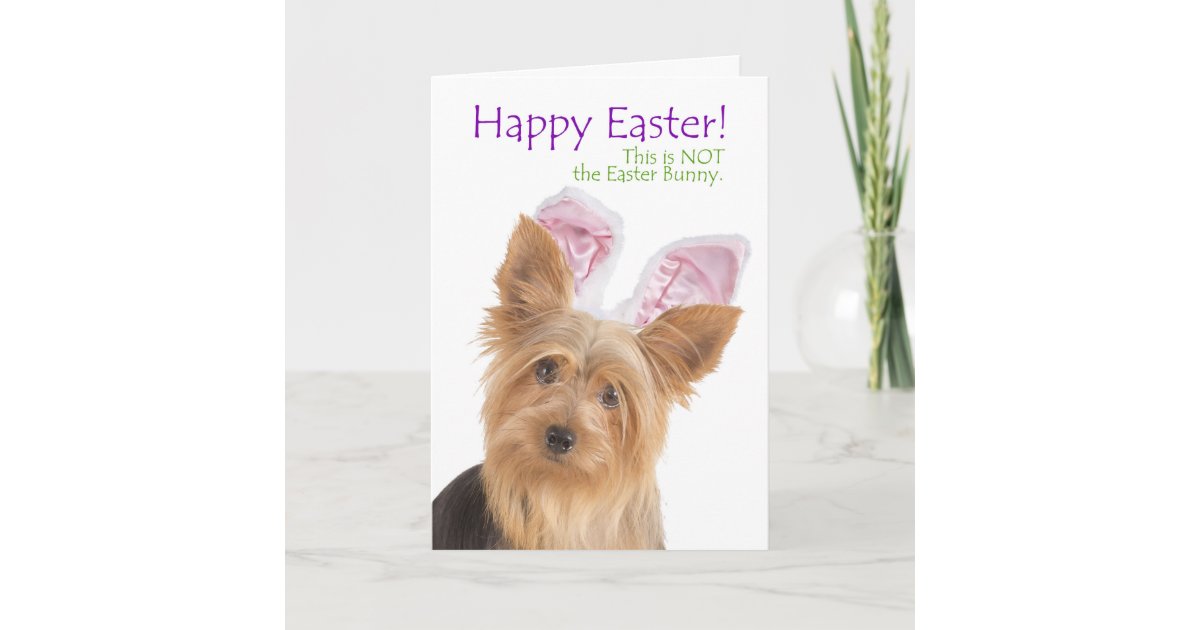 Funny Yorkie Easter Card | Zazzle